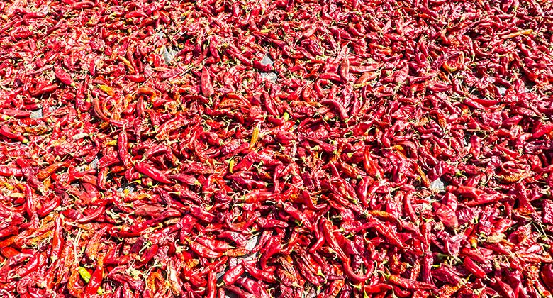 "Why Do (Some) Humans Love Chile?" – El Chuqueño