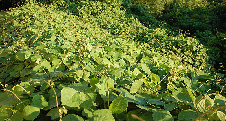 Nurturing Kudzu – El Chuqueño