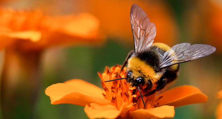 "Smart Insects - The astonishing intelligence of bumblebees, wasps ...